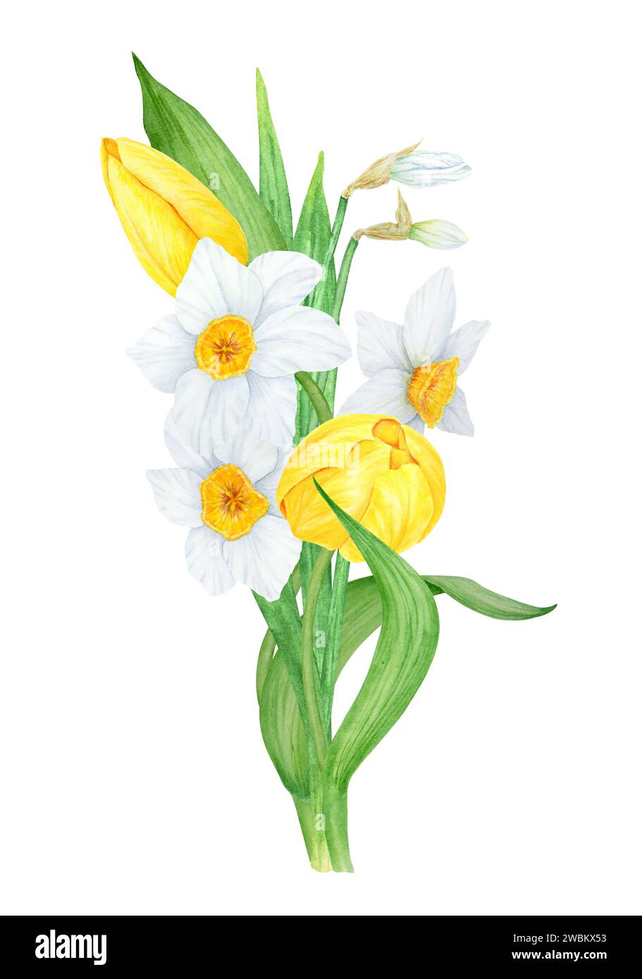 Bouquet of white narcissus, yellow tulip. Watercolor illustration of ...
