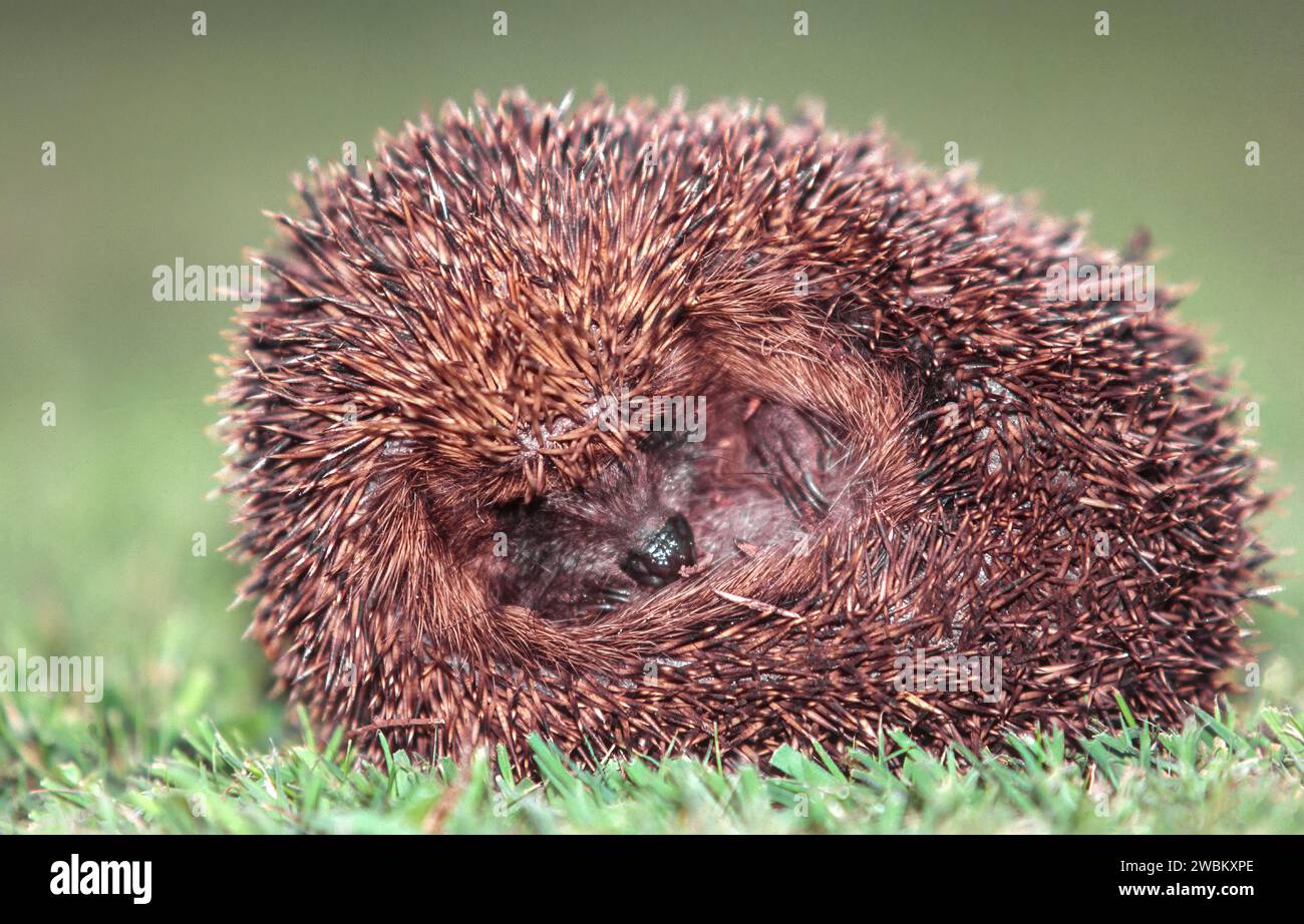 British hedgehogs hi-res stock photography and images - Alamy