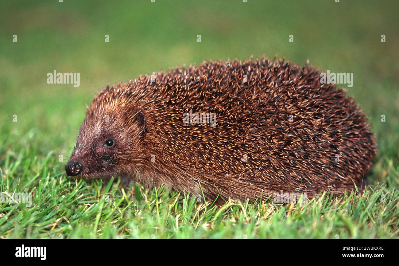 British hedgehog winter hi-res stock photography and images - Alamy