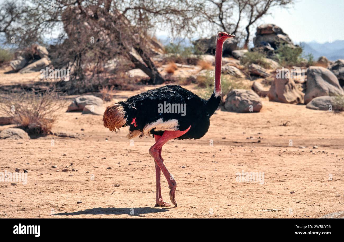 North African ostrich red-necked ostrich or Barbary ostrich Struthio ...