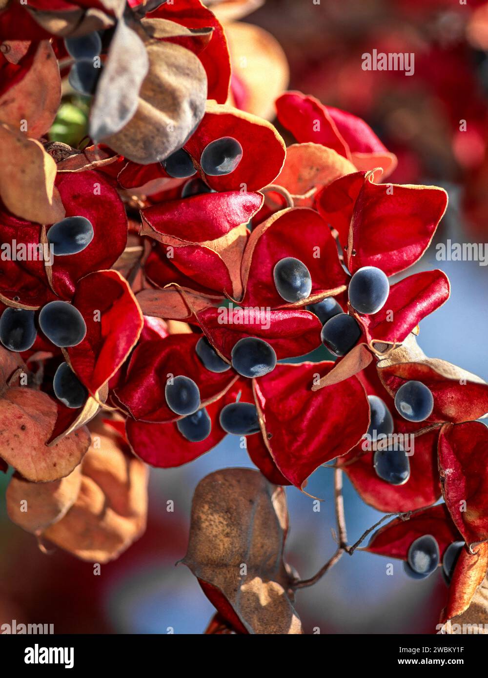 Red seed pods and velvet like dark blue seeds Tobago West Indies Stock ...