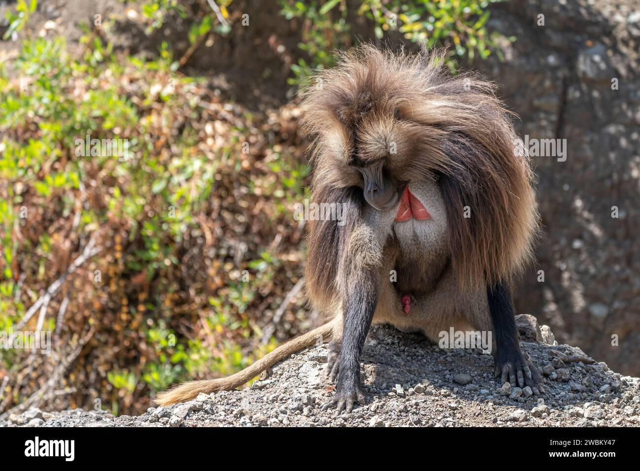 A Gelada Monkey (Theropithecus Gelada) opening its mouth wide to bear ...