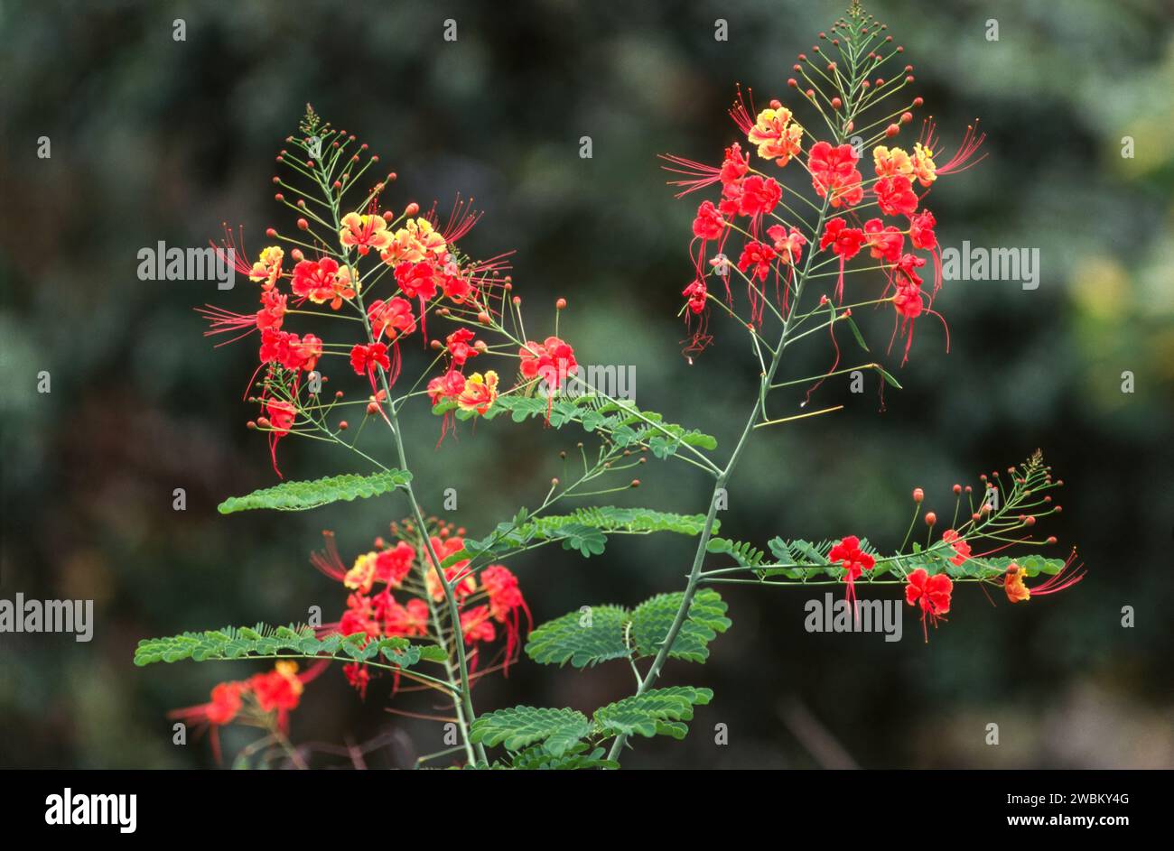 Wild Flower of Tobago West Indies Stock Photo - Alamy