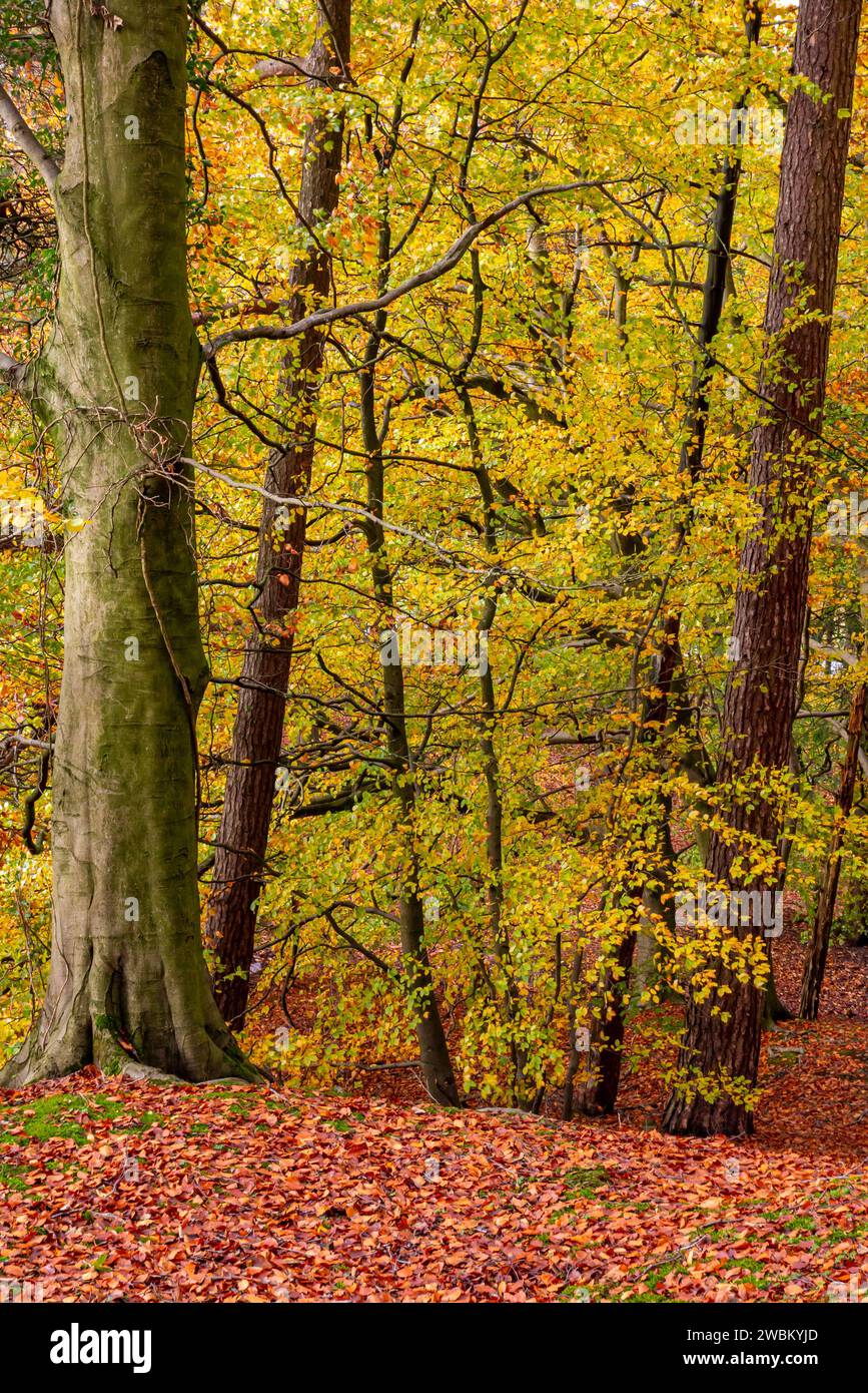 Trees in forest golden leaves hi-res stock photography and images - Alamy