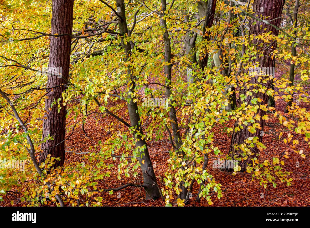 Trees in forest golden leaves hi-res stock photography and images - Alamy