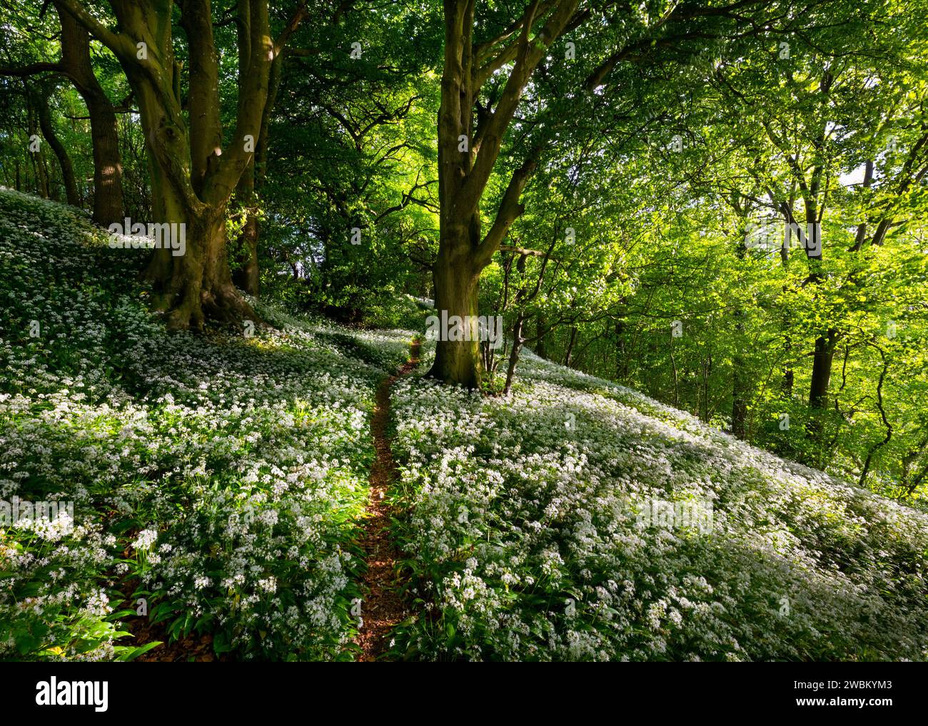 Wenlock edge spring hi-res stock photography and images - Alamy