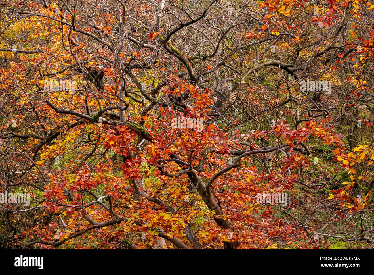Trees in forest golden leaves hi-res stock photography and images - Alamy