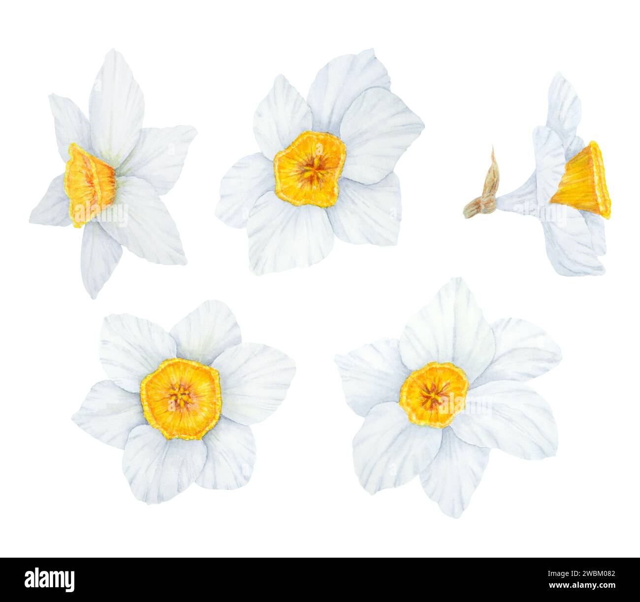 How To Draw Narcissus Watercolor How To Paint A White Daffodil In