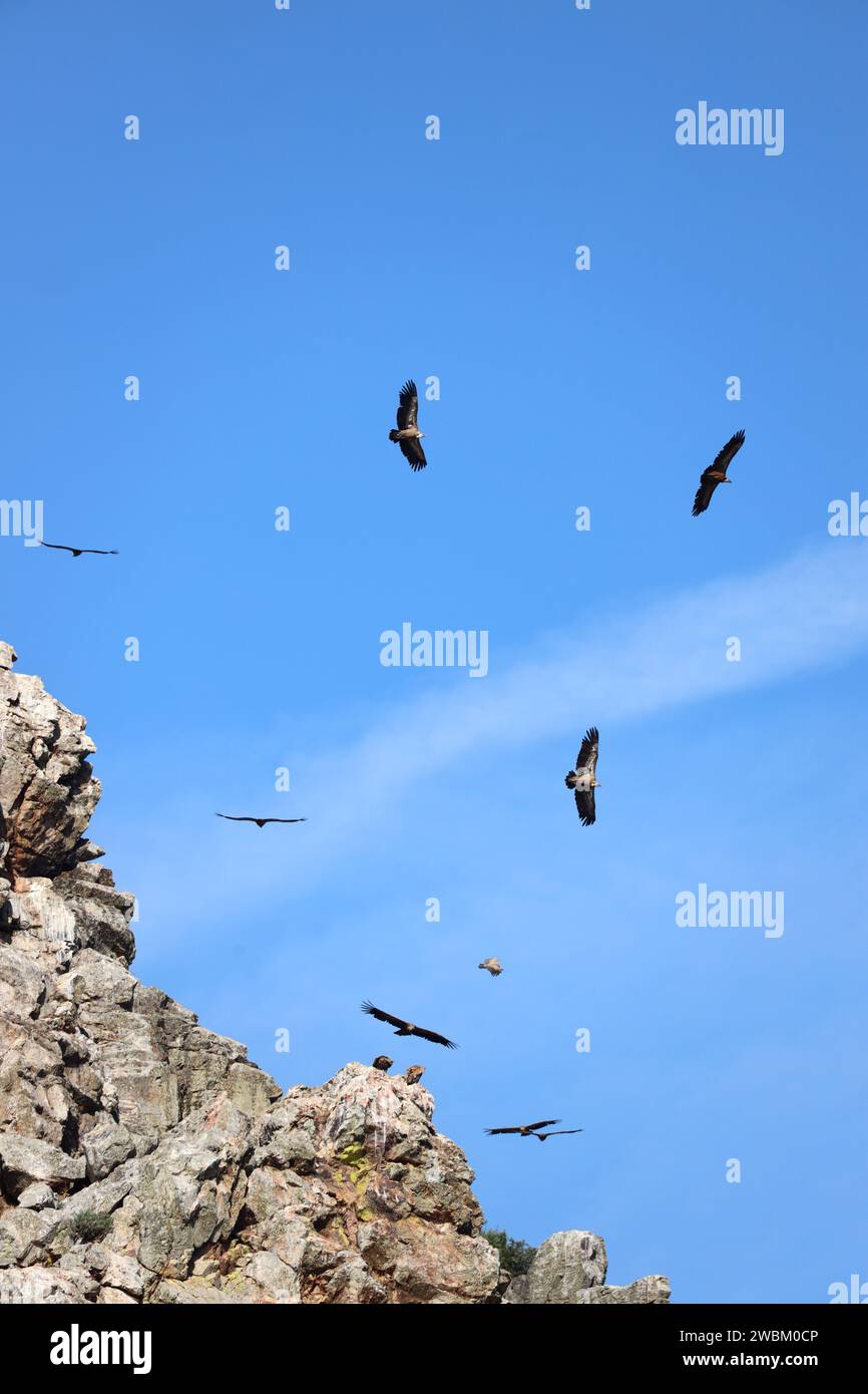 Flying eagle point of view hi-res stock photography and images - Alamy