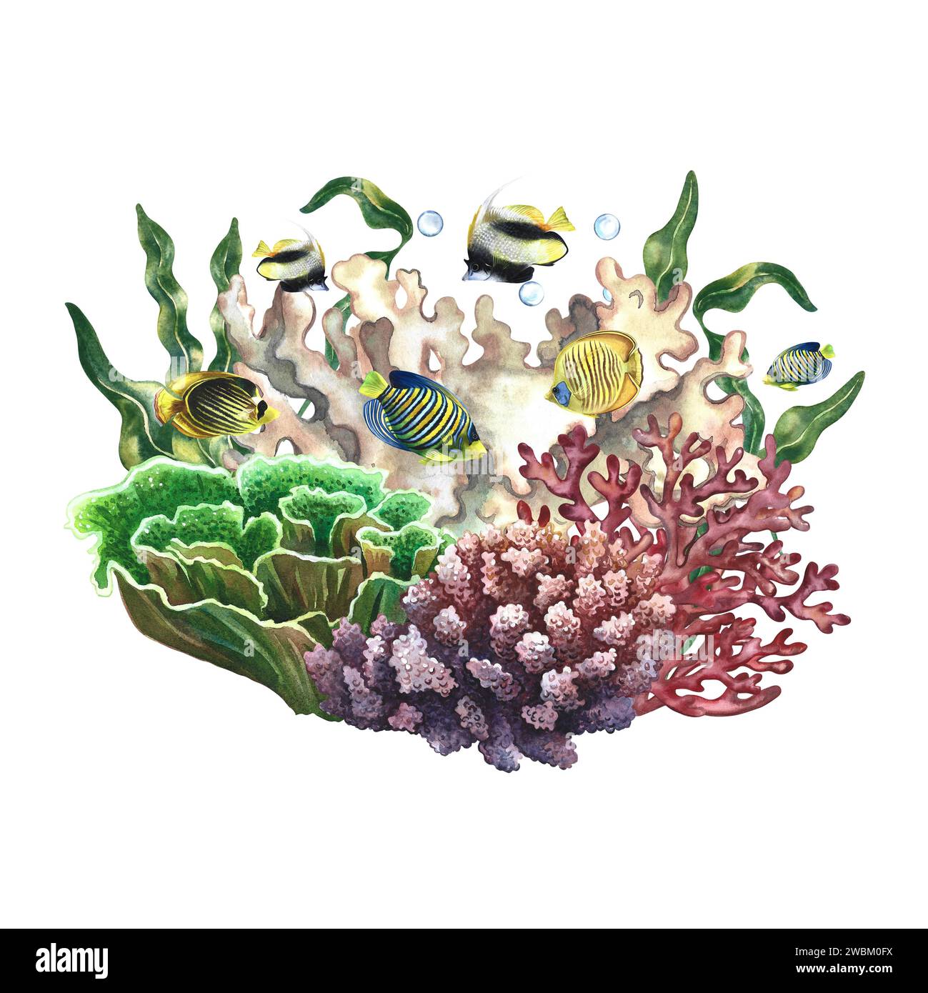 Tropical colourful fish corals underwater Cut Out Stock Images ...