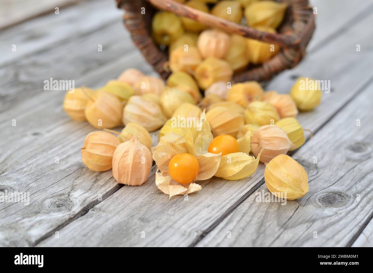Fruits of Peruvian physalis in dry calyxes on an old wooden table ...