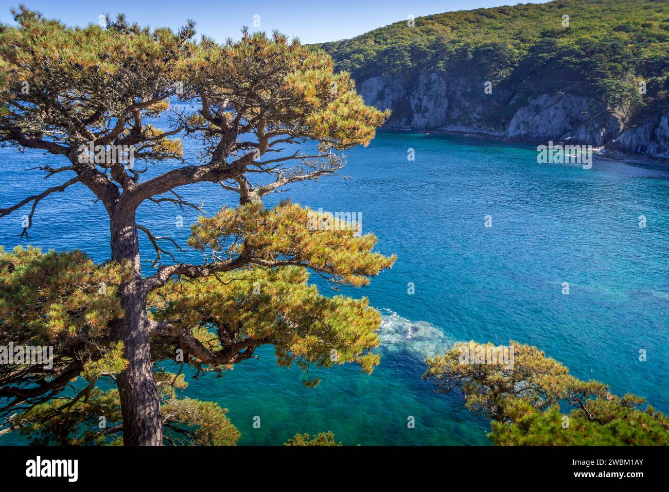 The tree over the turquoise water of Sea of Japan at Telyakovsky Bay ...