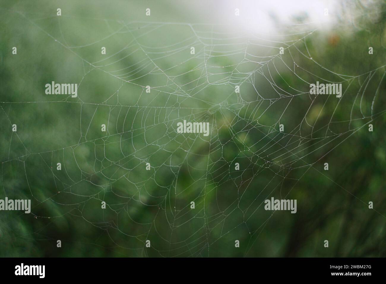 Background full of cobwebs Stock Photo - Alamy