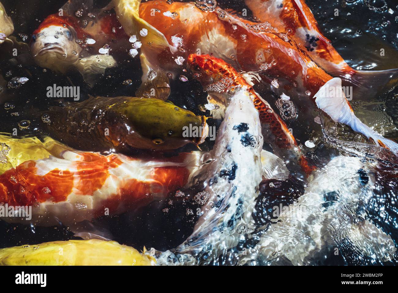 Japan koi fish hi-res stock photography and images - Alamy