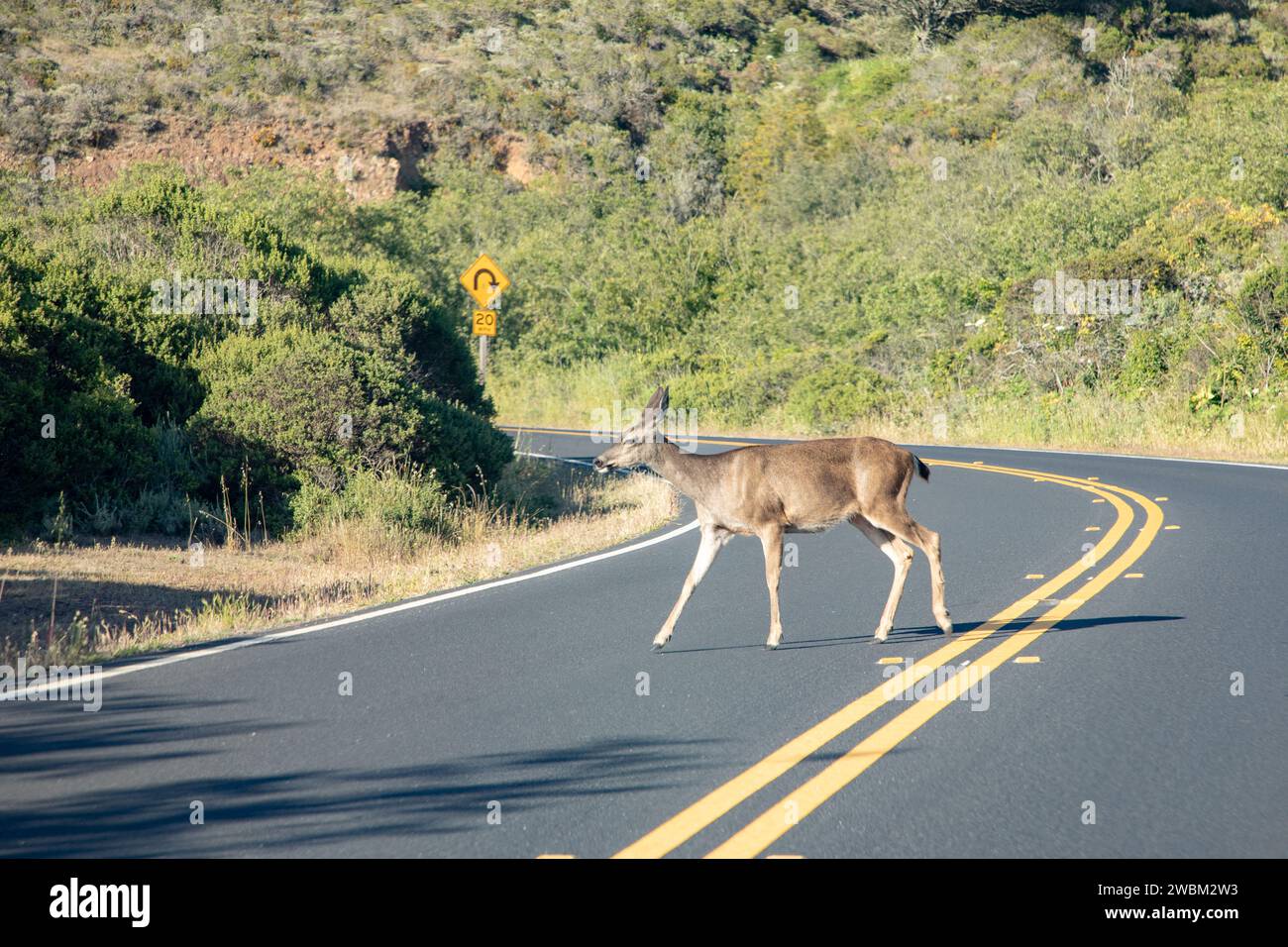 Attention deer crossing hi-res stock photography and images - Alamy