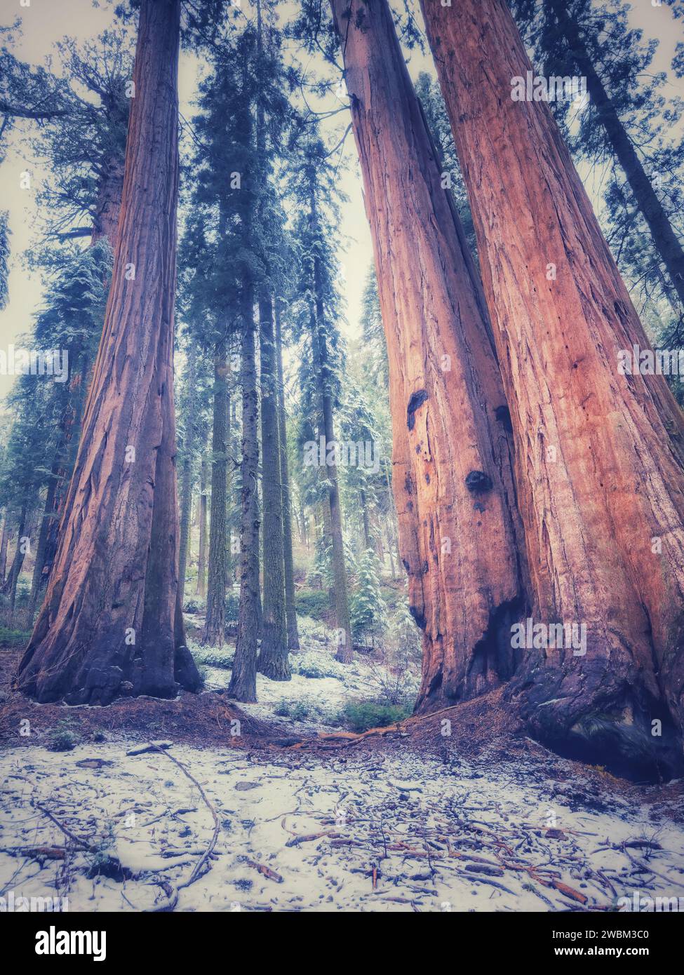 Evergreen forest winter majestic hi-res stock photography and images ...