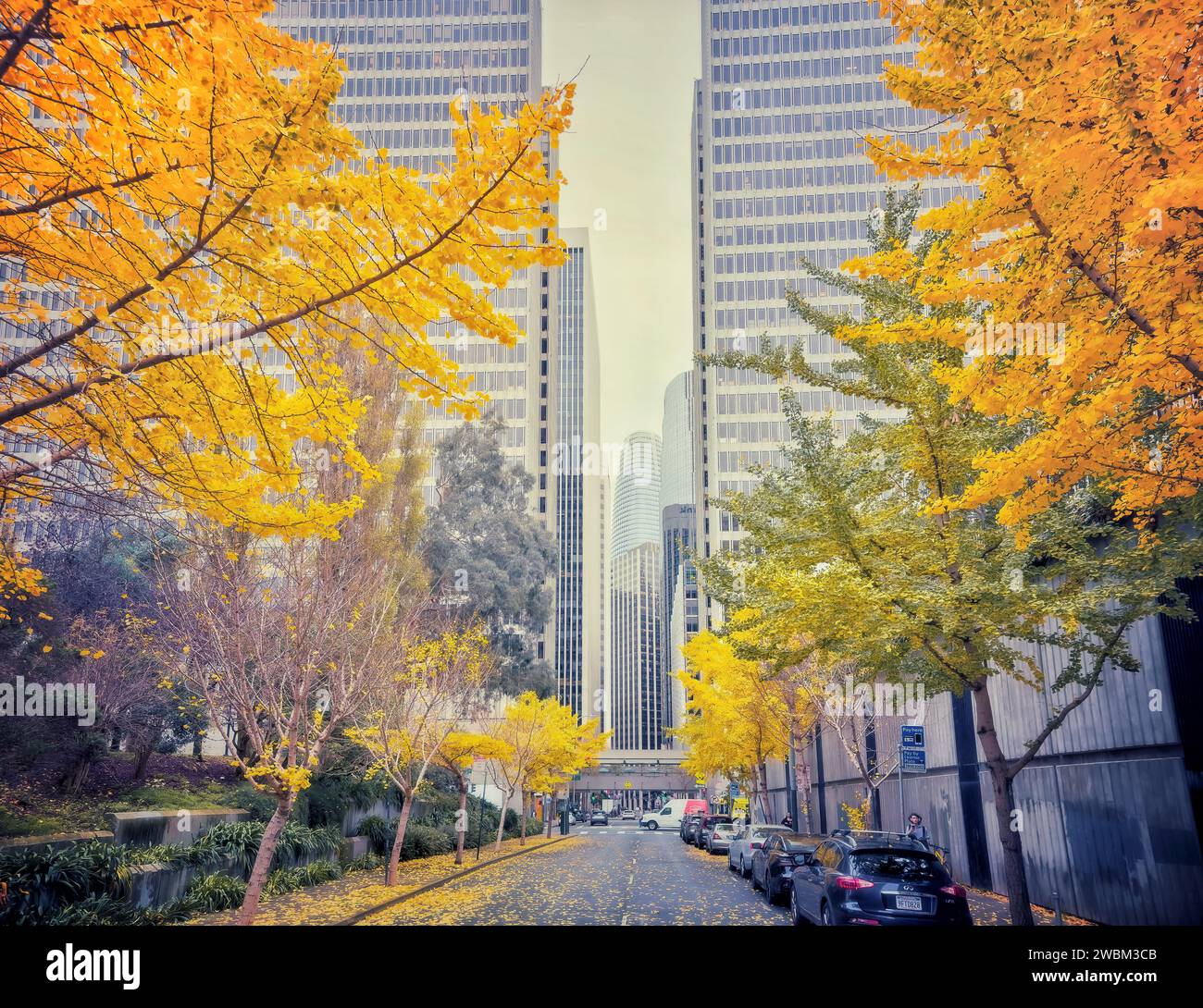 Ginkgo trees display their peak autumnal color in San Francisco ...