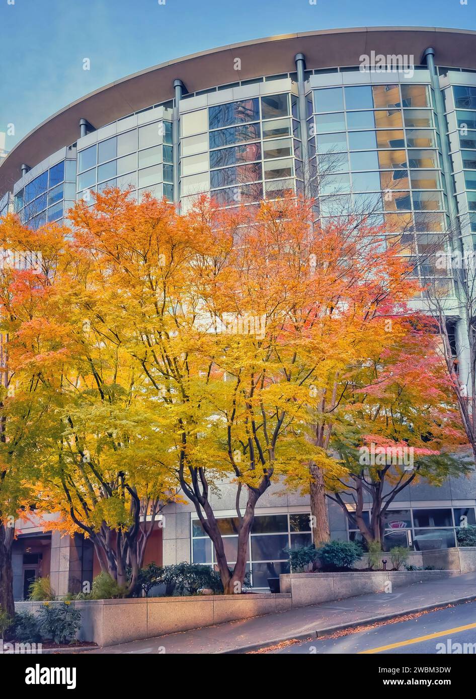 Autumnal maple tree and Seattle iconic architectural building Stock ...