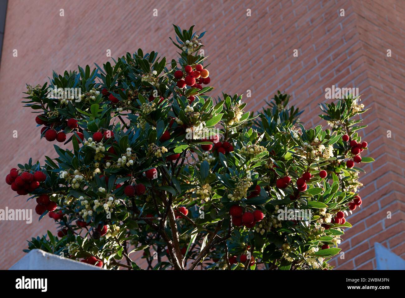 Strawberry tree honey italy hi-res stock photography and images - Alamy