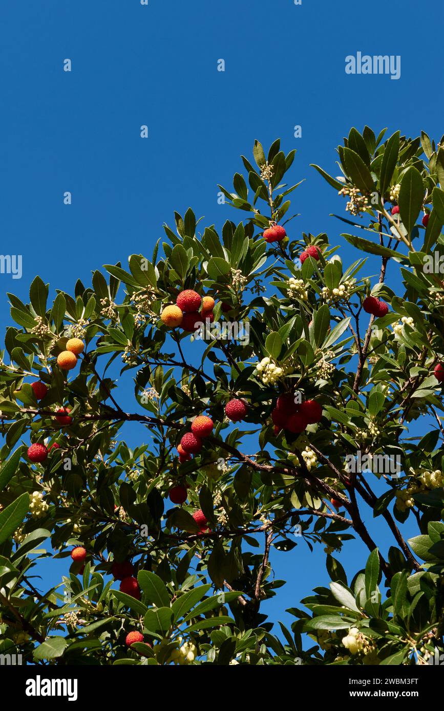 Strawberry tree honey italy hi-res stock photography and images - Alamy