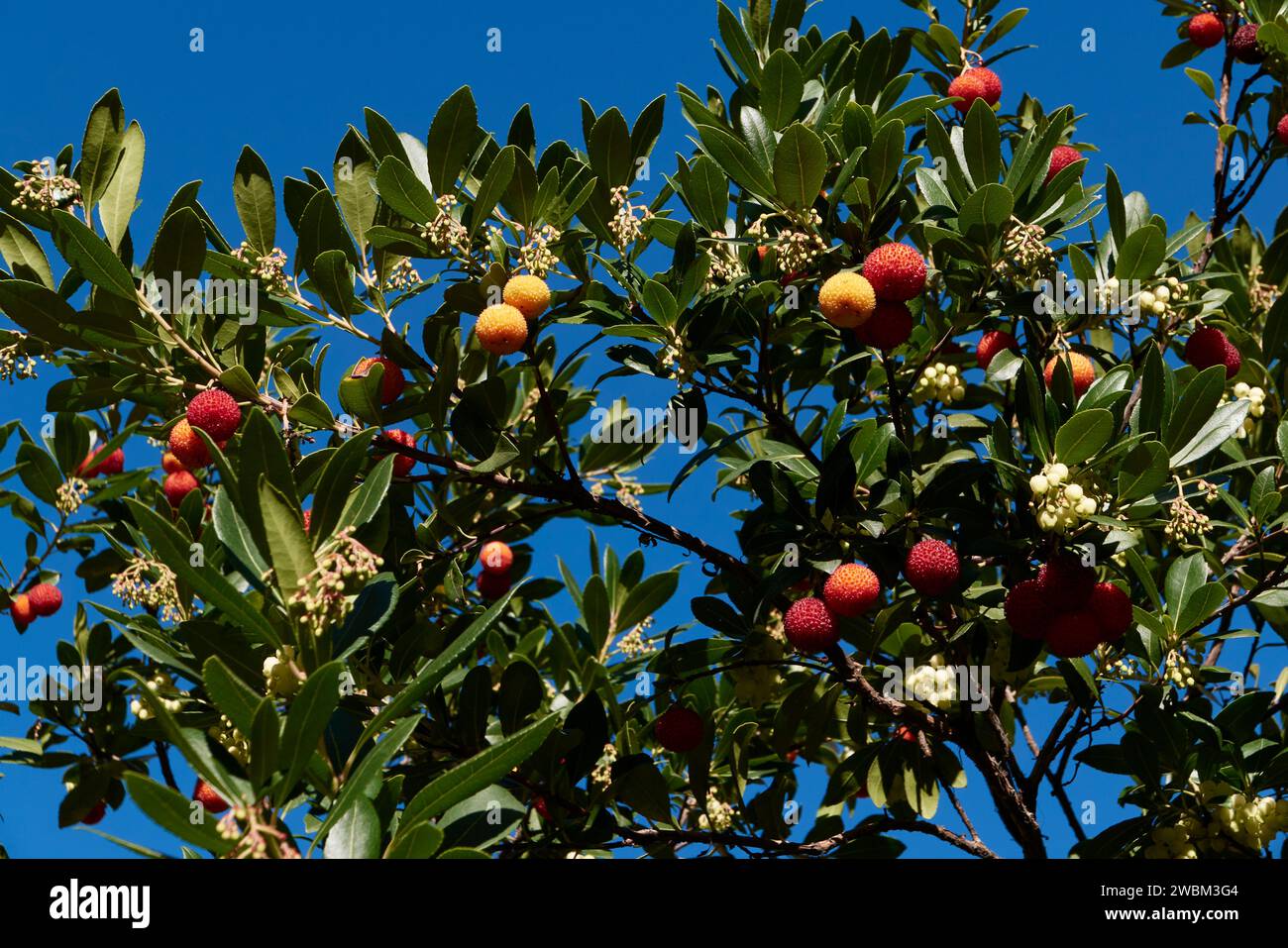Strawberry tree honey italy hi-res stock photography and images - Alamy
