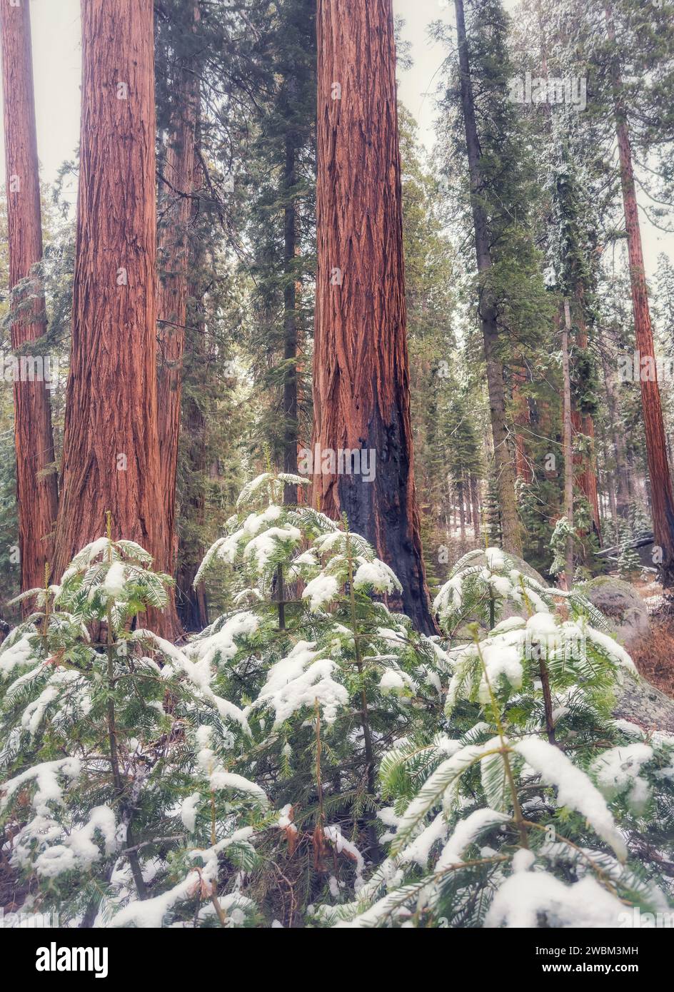 Giant sequoia trees at the Giant Forest in Sequoia National Park ...