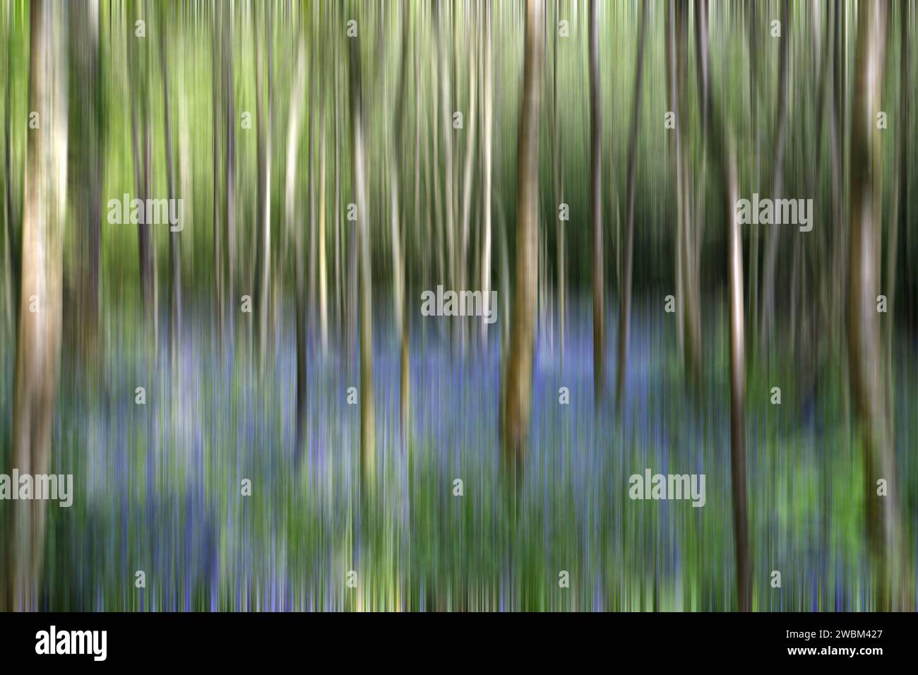 Abstract Blur of Trees in Woodland and Bluebells, Abstract tree blur ...