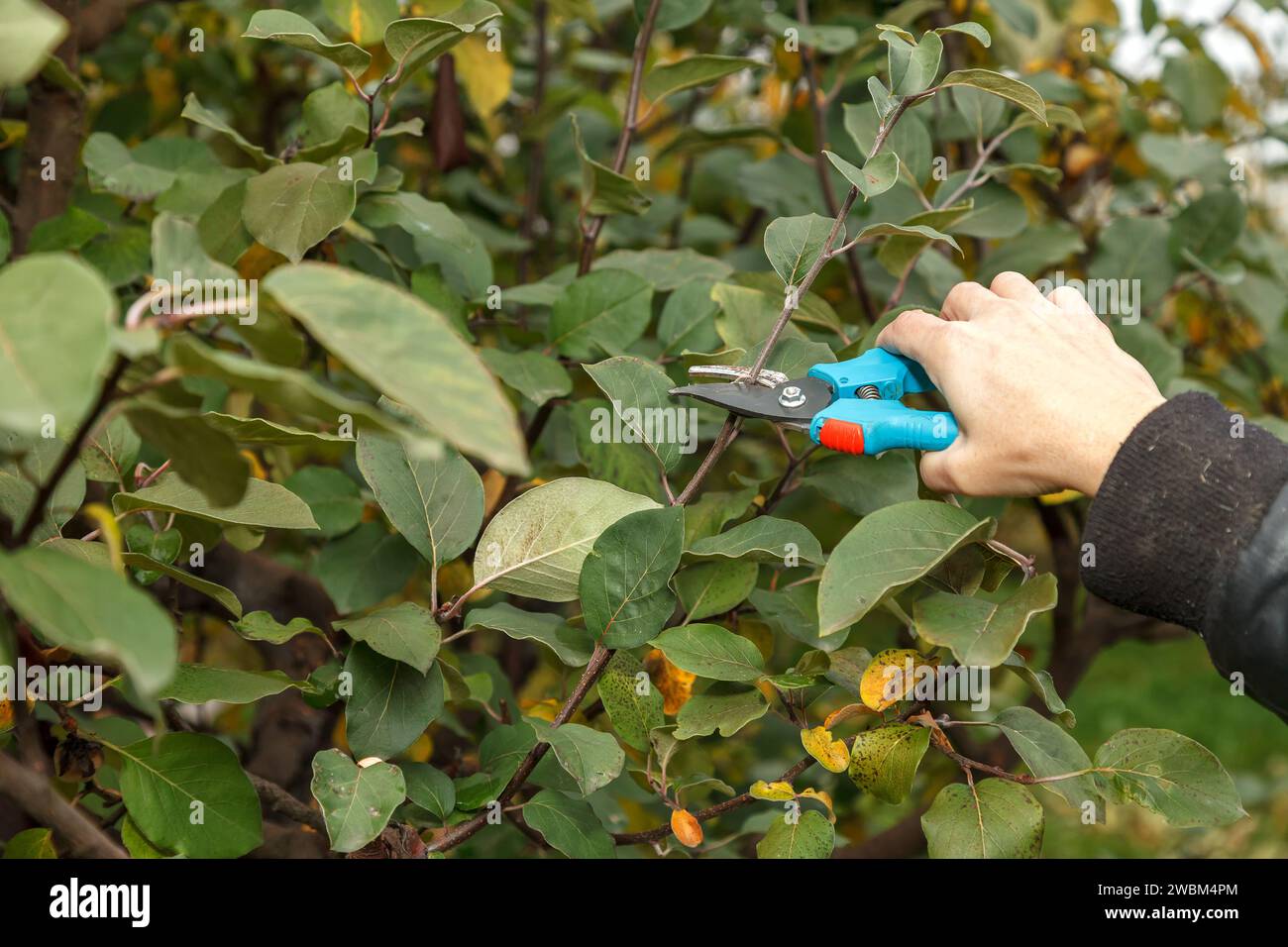 Fruit tree pruning. Garden scissors. Garden scissors are used by a ...
