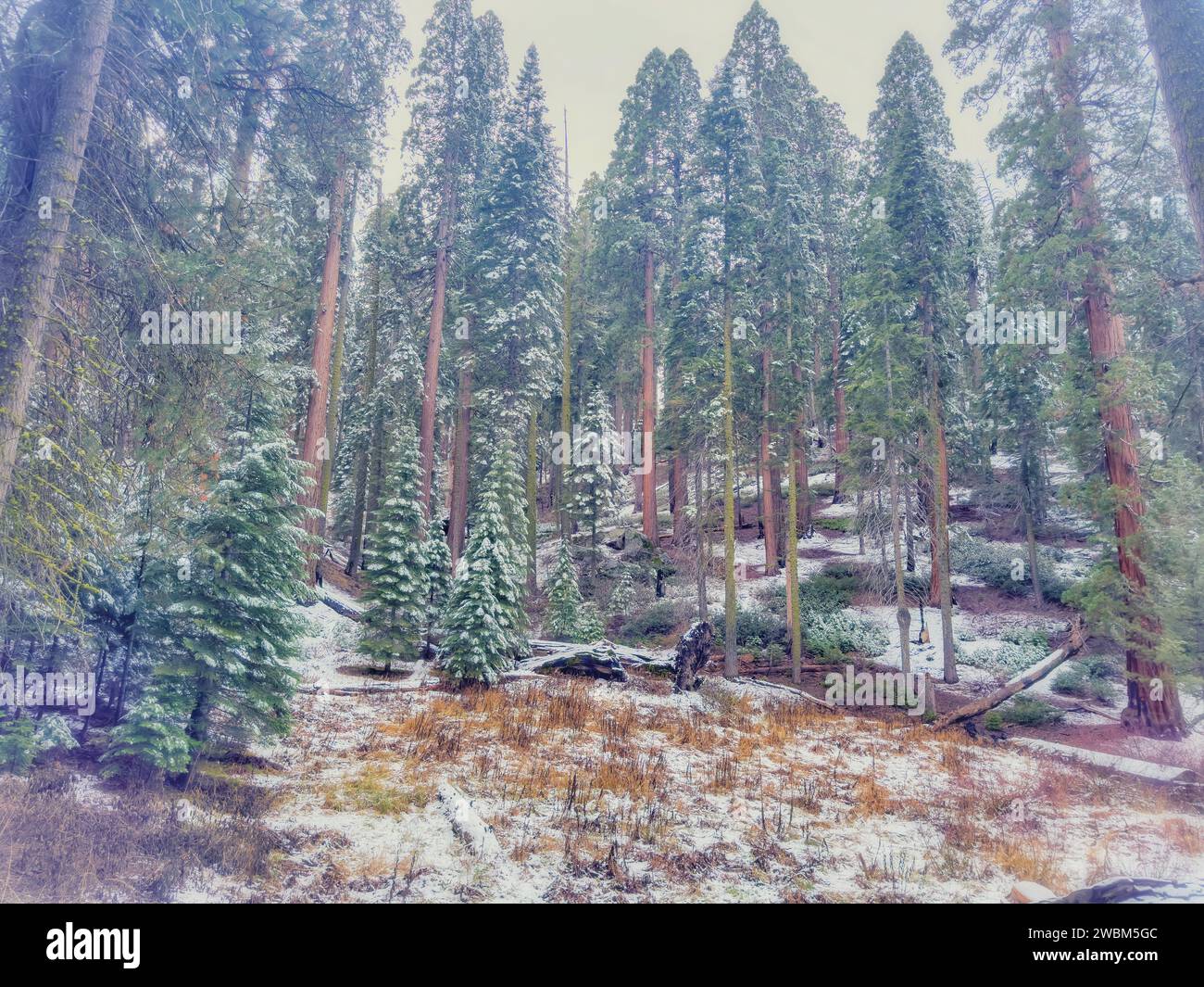 Sequoia Giant Forest in Sequoia National Park, California, after a ...