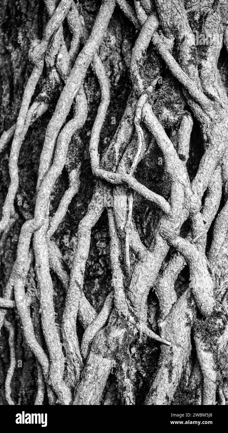 Ivy roots hi-res stock photography and images - Alamy