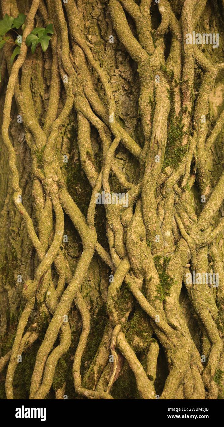 Ivy roots hi-res stock photography and images - Alamy