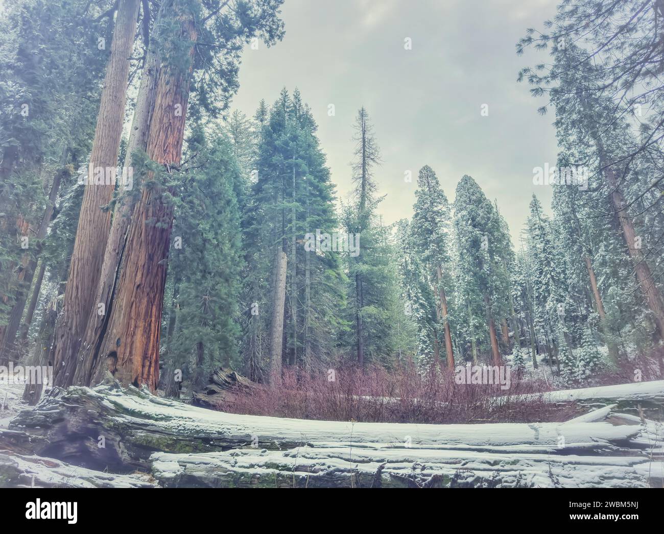 Sequoia Giant Forest in Sequoia National Park, California, after a ...