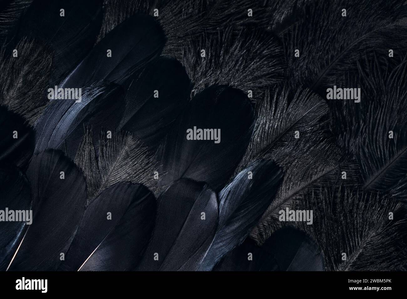 Close up photo of crow feathers. Raven wings plumage. Dark background ...