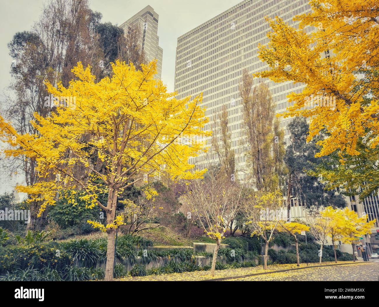 Ginkgo trees display their peak autumnal color in San Francisco ...