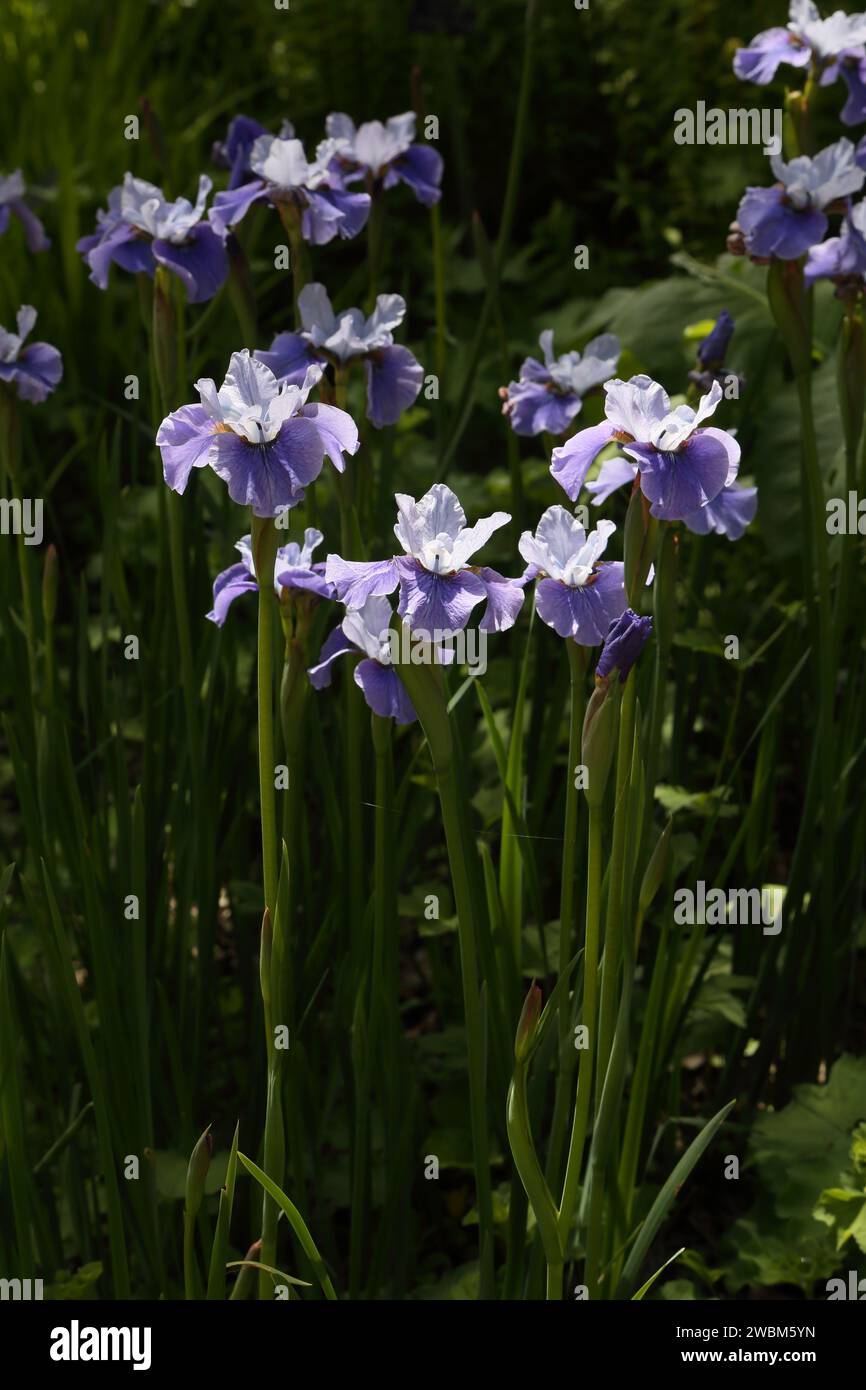 Purple Bearded Iris Flowers Stock Photo - Alamy