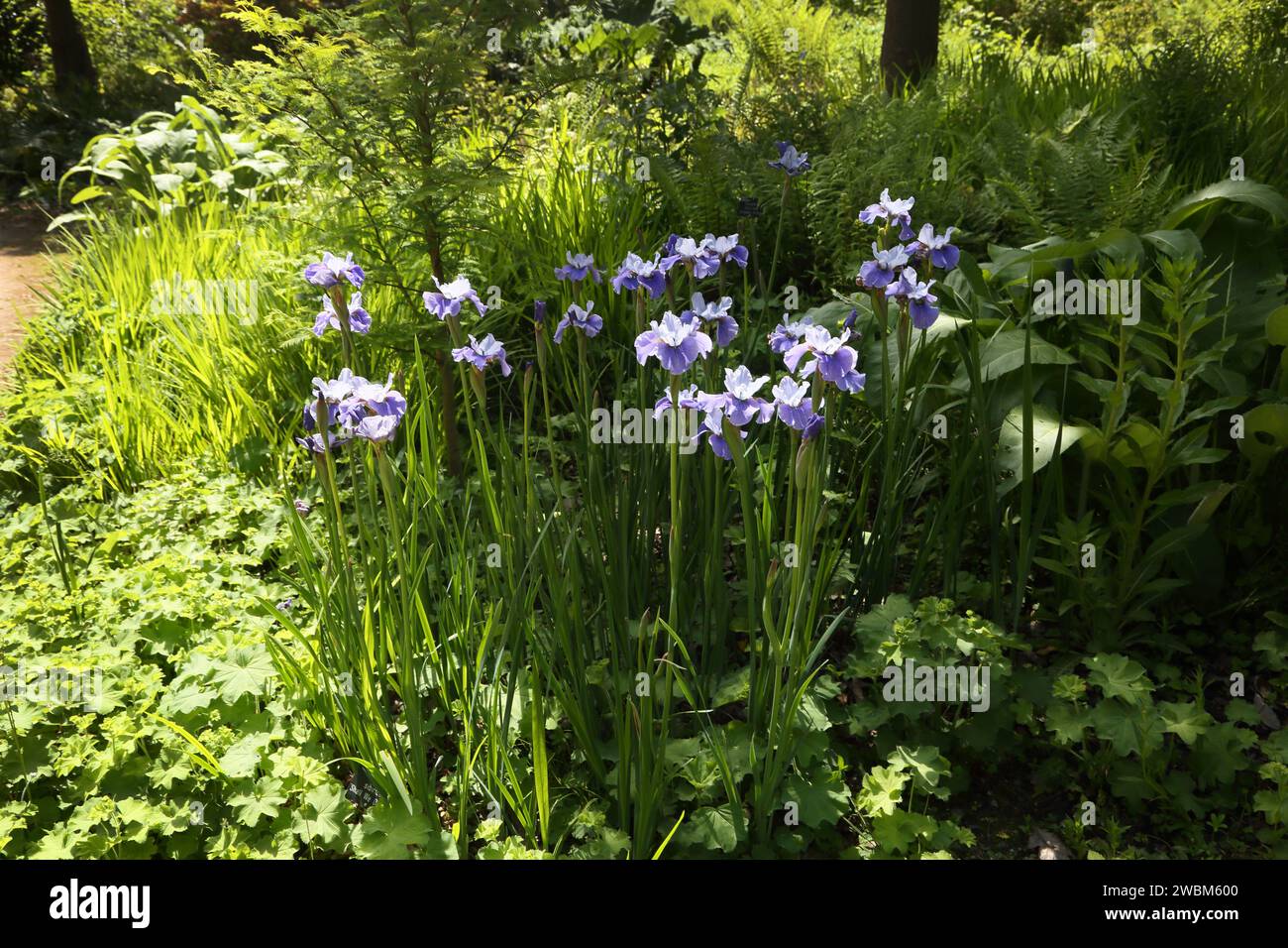 Bearded iris [iris germanica] hi-res stock photography and images - Alamy