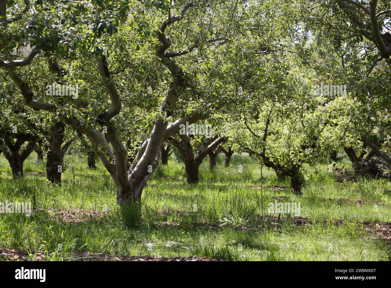 Apple Trees at Wisley RHS Royal Horticultural Gardens Surrey England ...