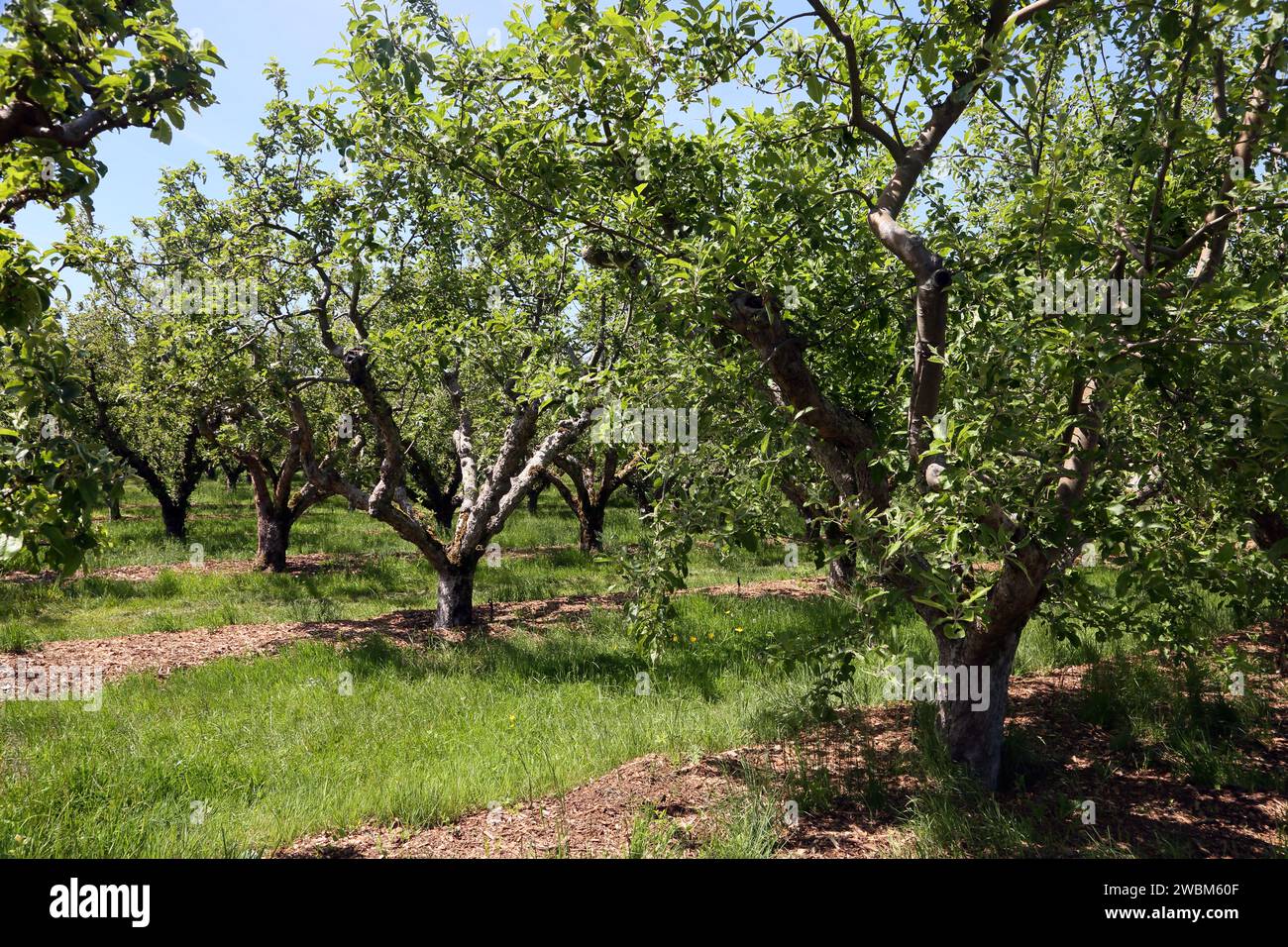 Apple Trees at Wisley RHS Royal Horticultural Gardens Surrey England ...