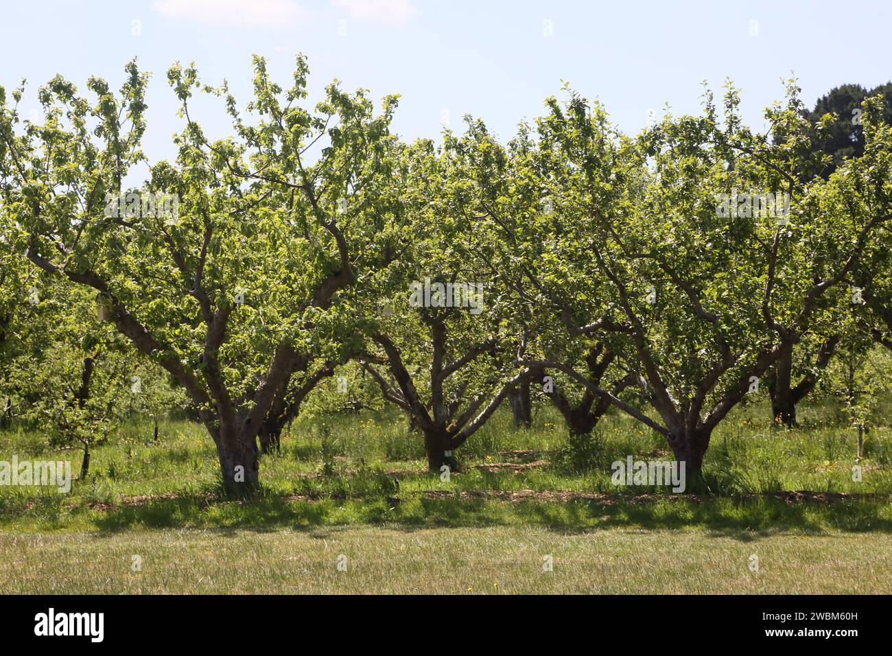 Apple Trees at Wisley RHS Royal Horticultural Gardens Surrey England ...