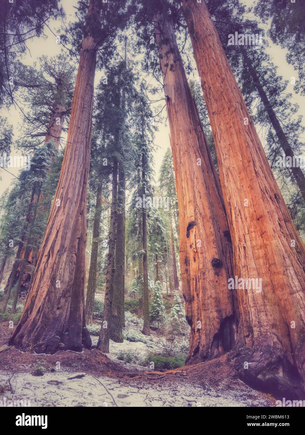 Giant sequoia trees at the Giant Forest in Sequoia National Park ...