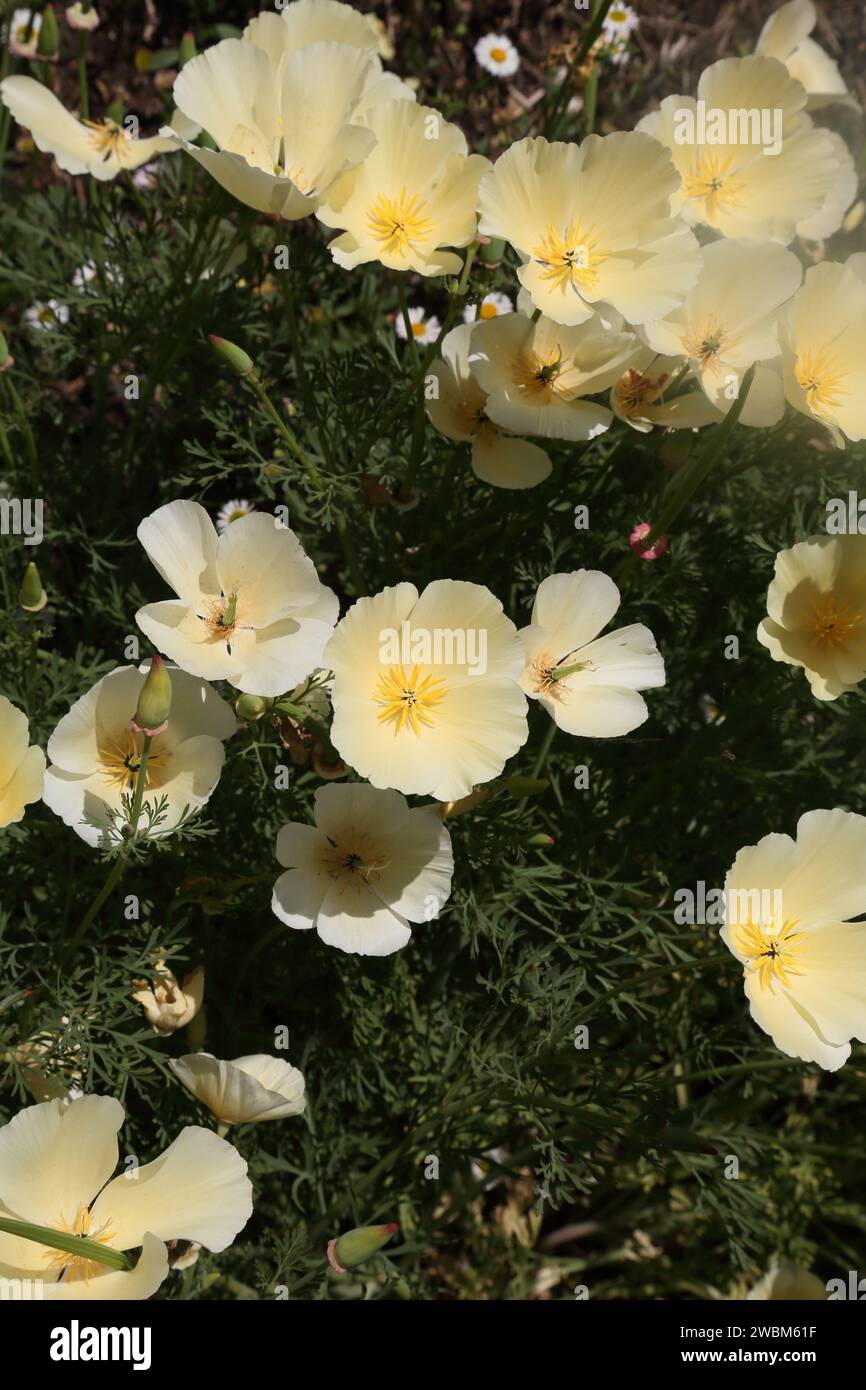 Edible plantlife hi-res stock photography and images - Alamy