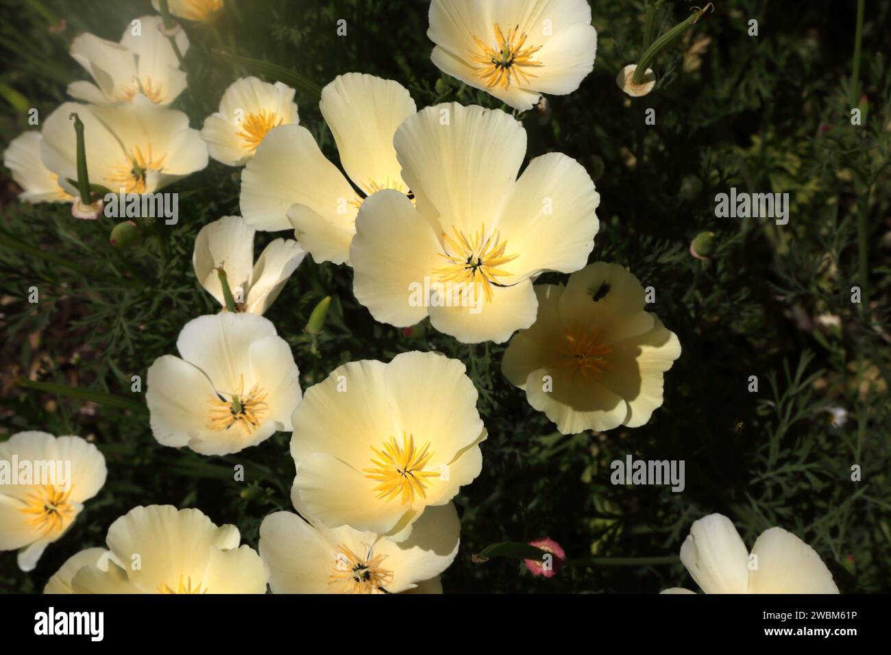 Edible plantlife hi-res stock photography and images - Alamy