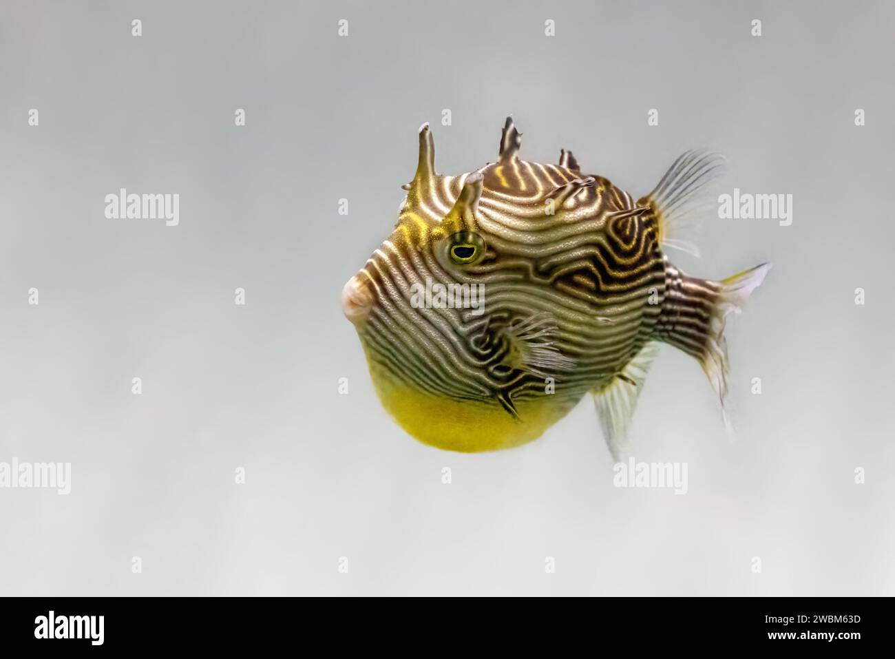 A female Shaw's cowfish, Aracana aurita, also known as a painted ...