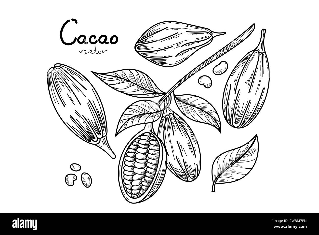 Cocoa tropical fruit template set. Hand drawn sketch vector Cocoa beans ...