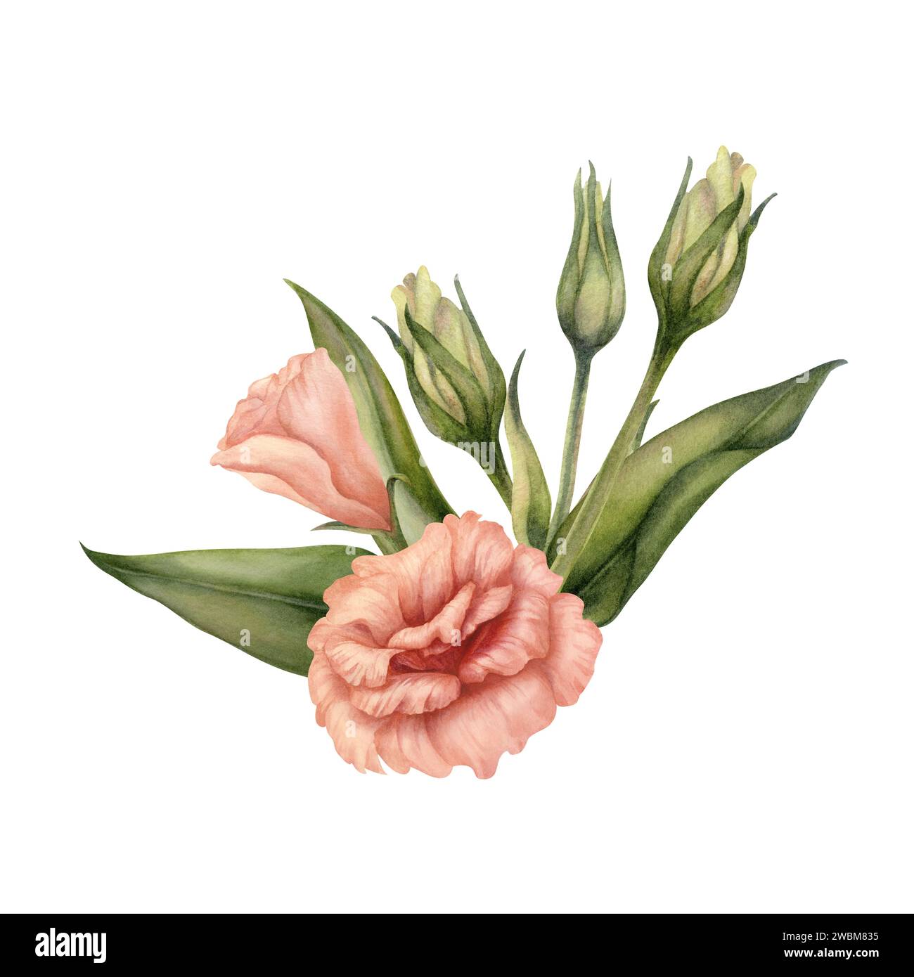 Watercolor pink bouquet with eustoma flowers, leaves and buds in a ...