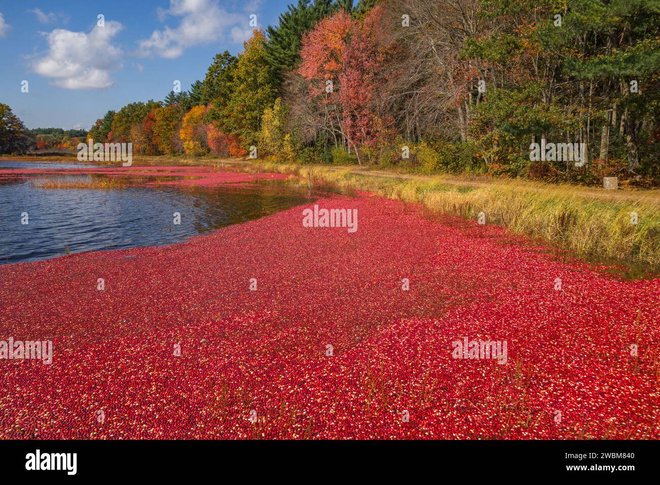 Cranberry harvest - when cranberry bogs are flooded and the bright red ...
