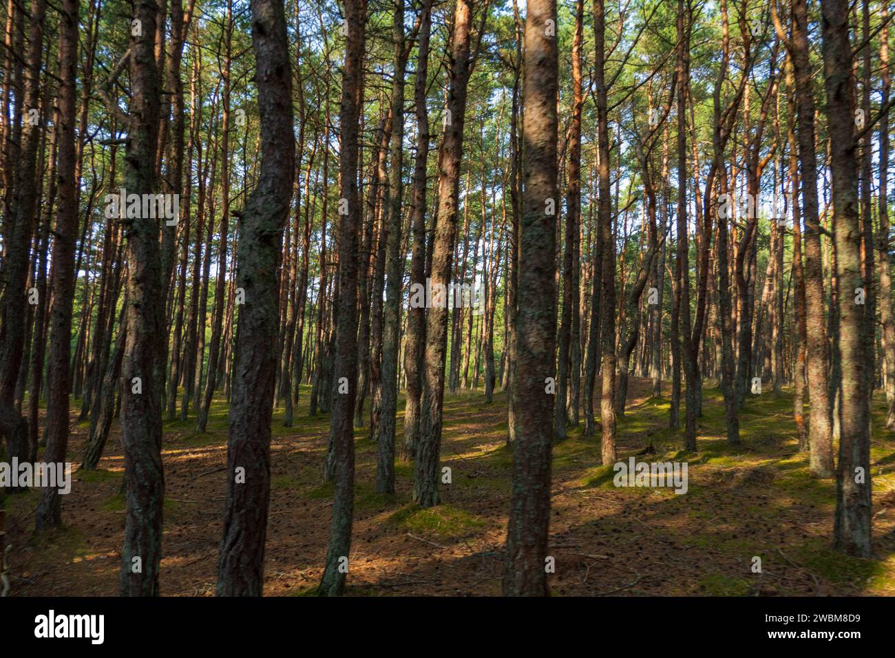 Curonian Spit's Dancing Forest, with its twisting pines creating a ...
