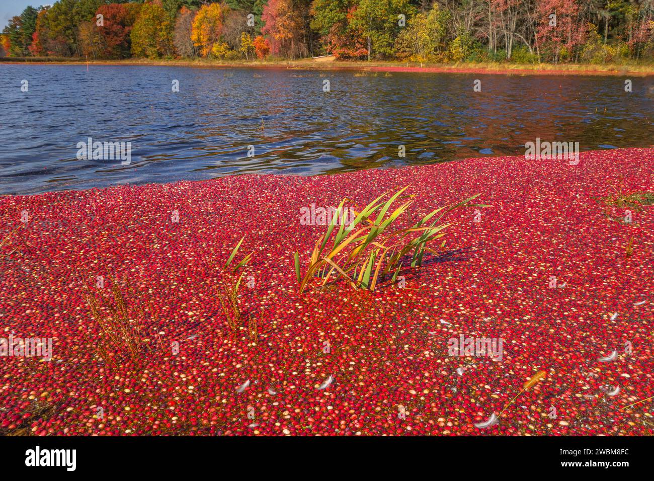 Cranberry harvest - when cranberry bogs are flooded and the bright red ...