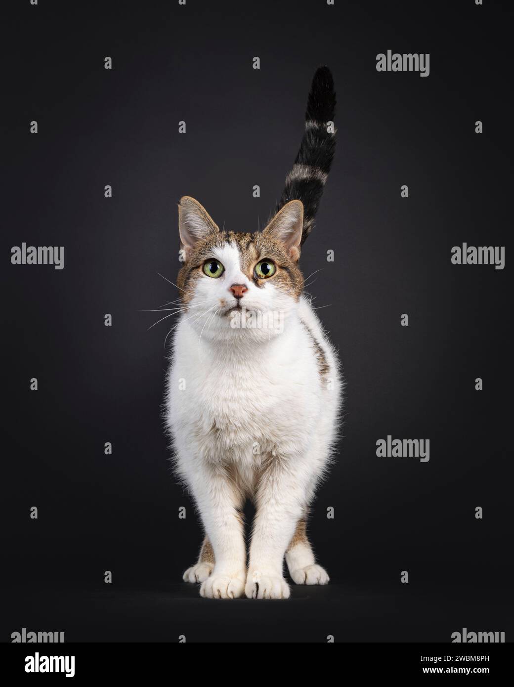 Friendly senior house cat, standing facing front. Looking towards ...