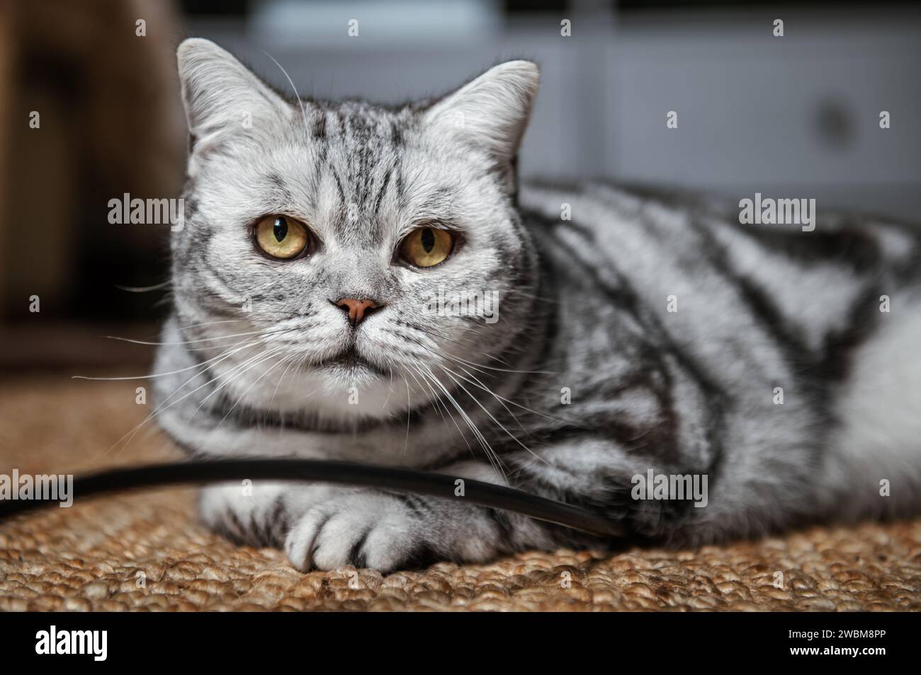 British shorthair silver tabby cat Stock Photo - Alamy